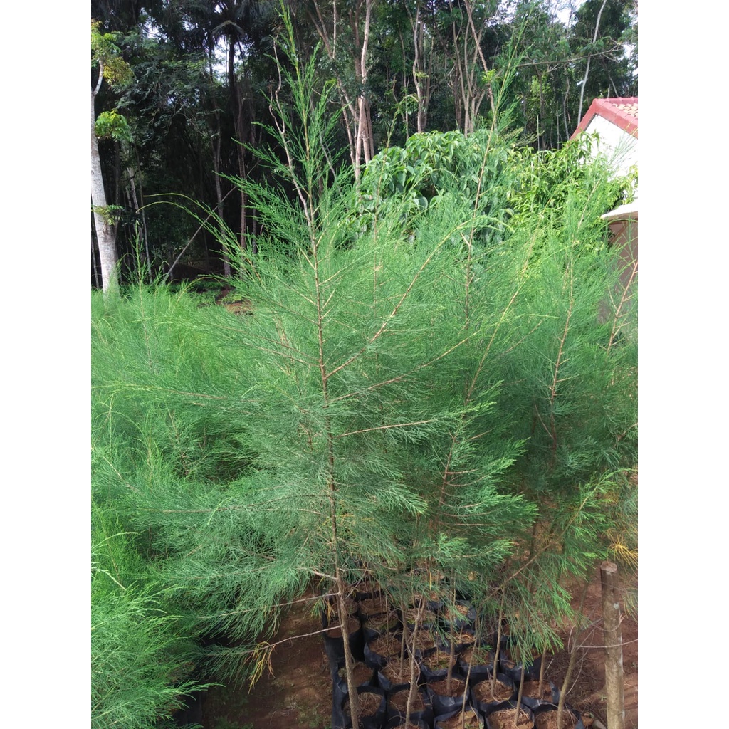 Jual 1meter Up-Bibit Tanaman Cemara Laut - Cemara Khas Laut Siap Tanam ...