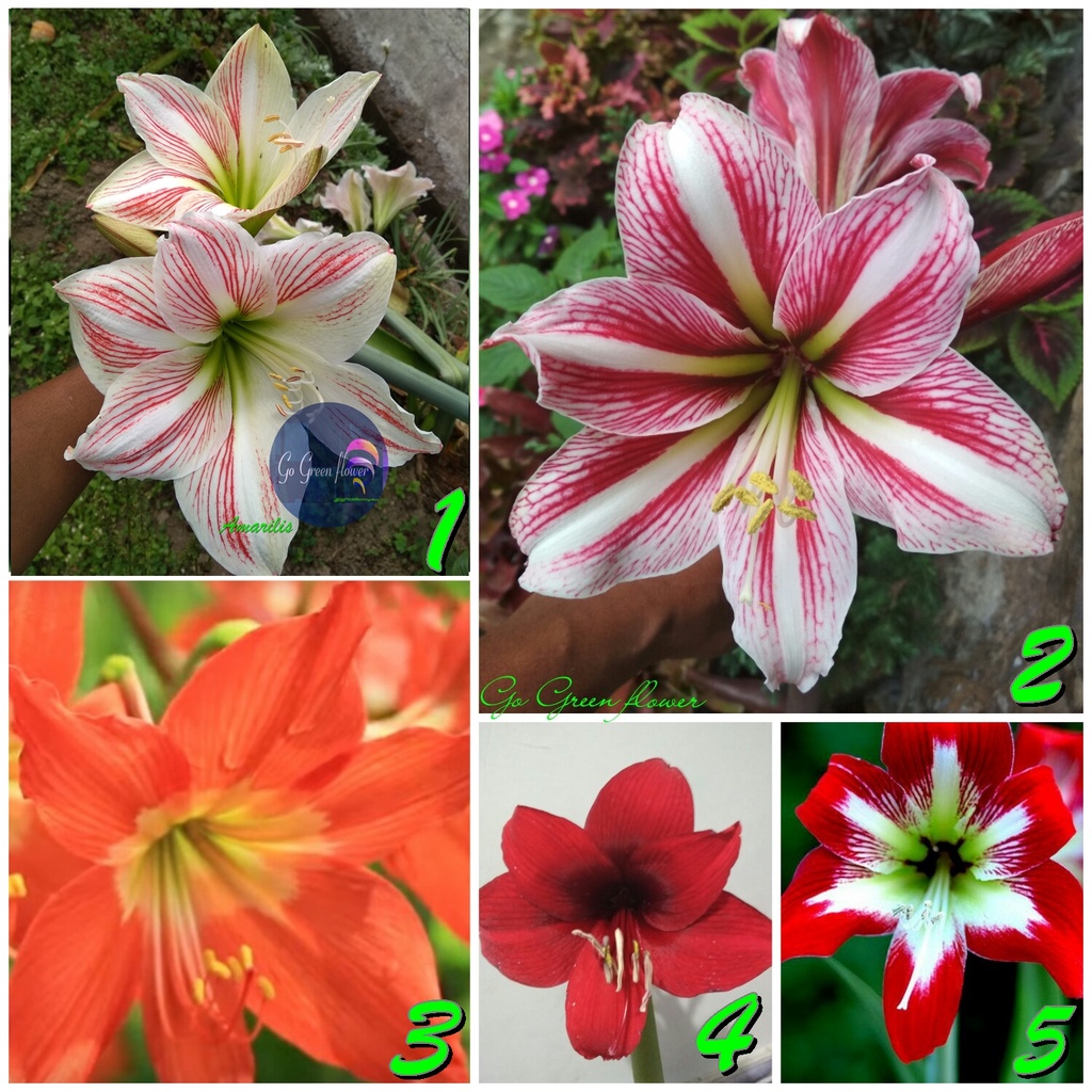 Jual BIBIT AMARILIS umbi amarilis Bunga Amarilis atau bunga Lily atau ...