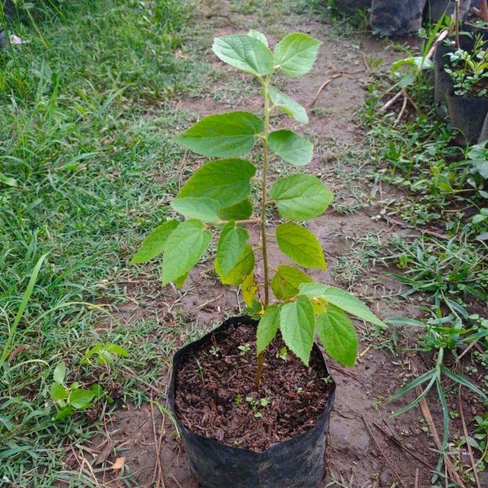 Jual HARGA DI BANTING Terlaris Bibit Pohon Buah Seri Kersen - Tanaman ...