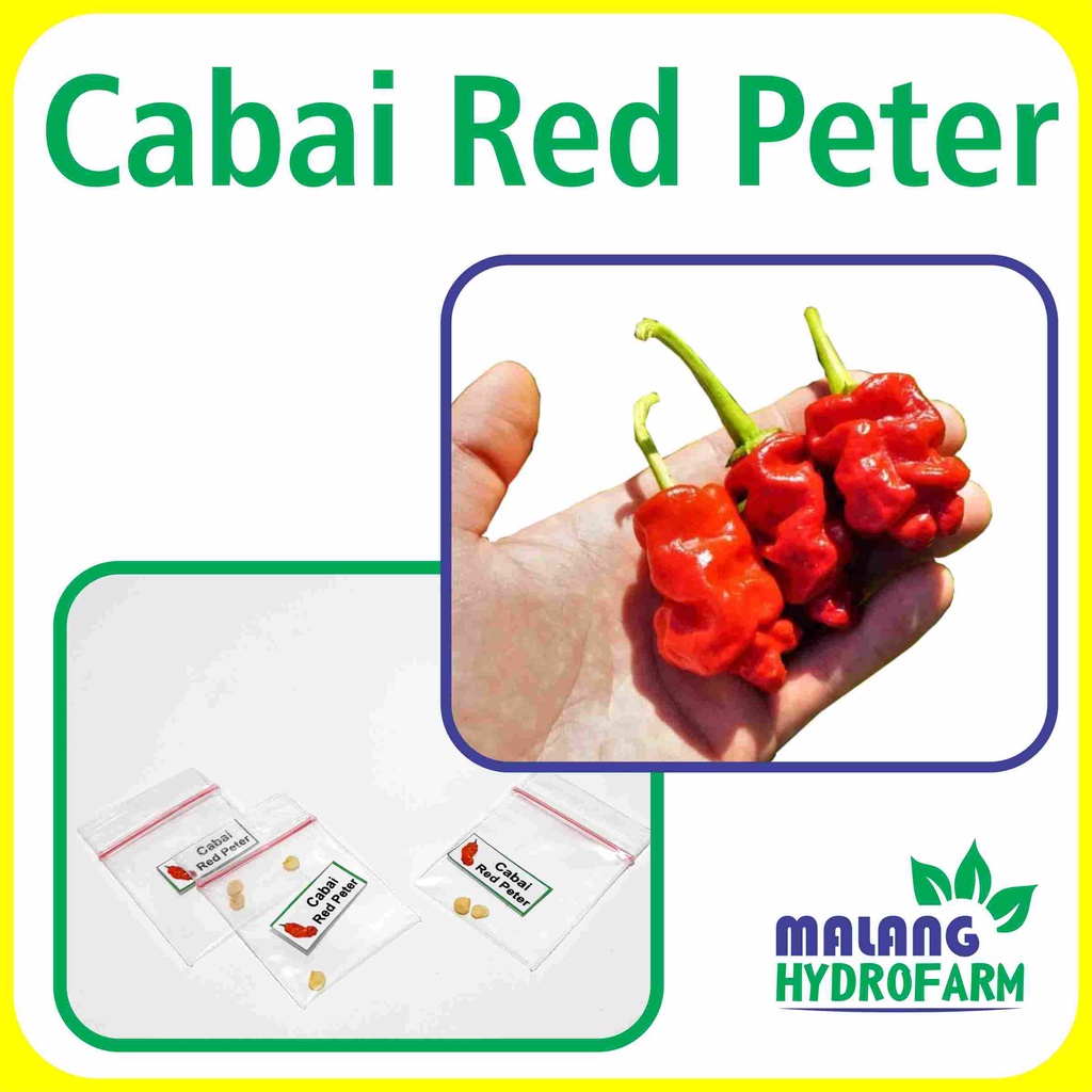 Jual Benih Cabai Red Peter Unggulan Berkualitas biji bibit repack red ...