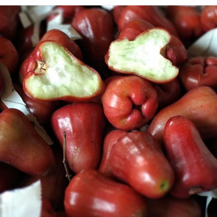 Jual Benih Buah Jambu Air Citra Super 1 Kg Fresh | Shopee Indonesia