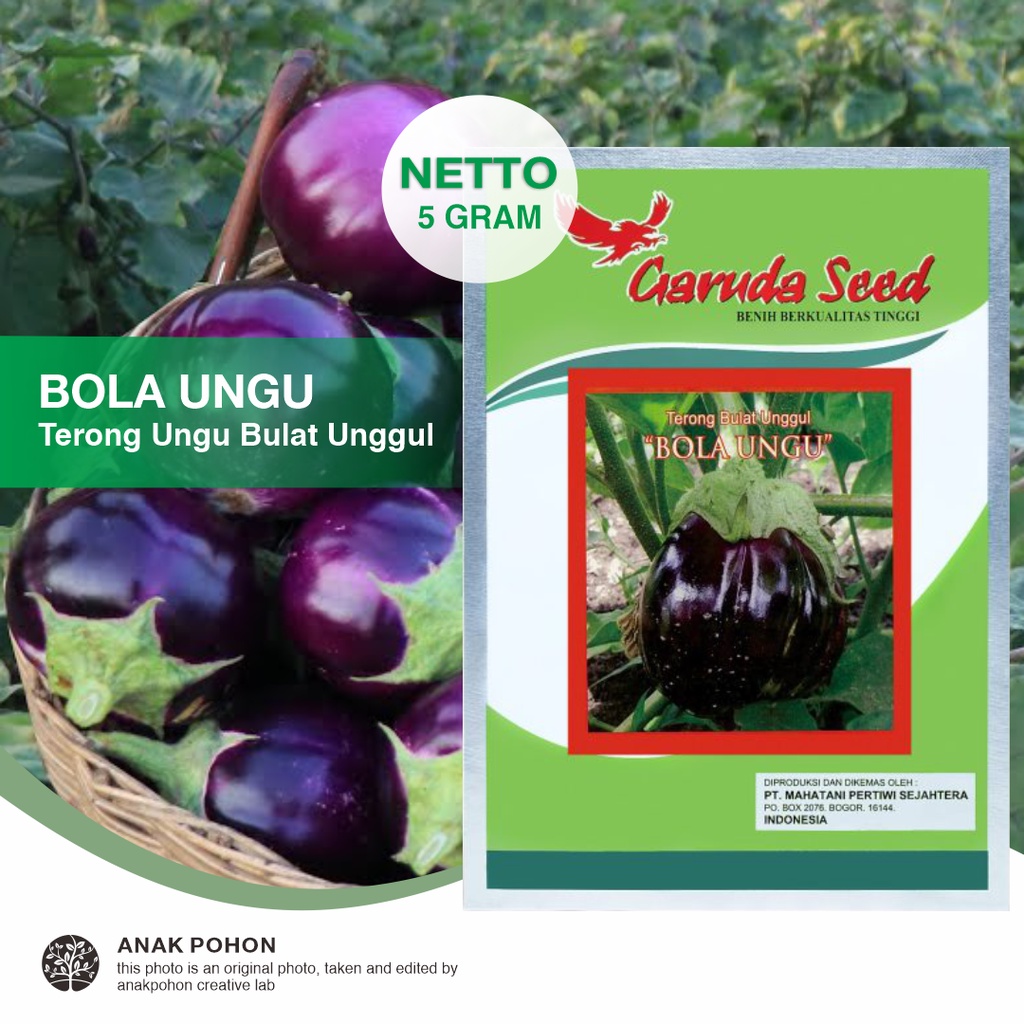 Jual (1 PACK) Benih Terong Bulat Unggul BOLA UNGU Seeds - Garuda Seed ...