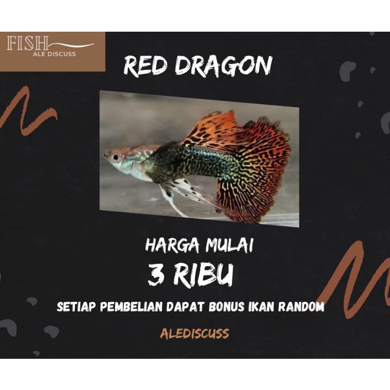 Jual packing Styrofoam ikan Guppy red dragon|| ikan hias | Shopee Indonesia