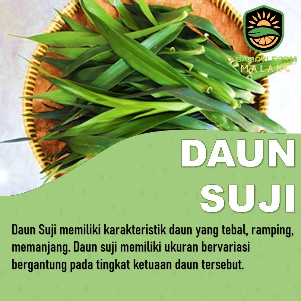 Jual Daun Suji Hijau Segar 50 gram / 100 gr / Pewarna Alami Makanan ...