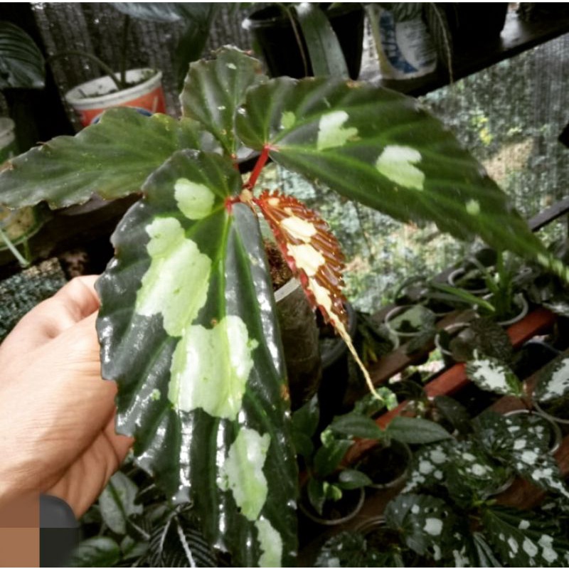 Jual 1 paket hemat, isi 5 jenis begonia | Shopee Indonesia