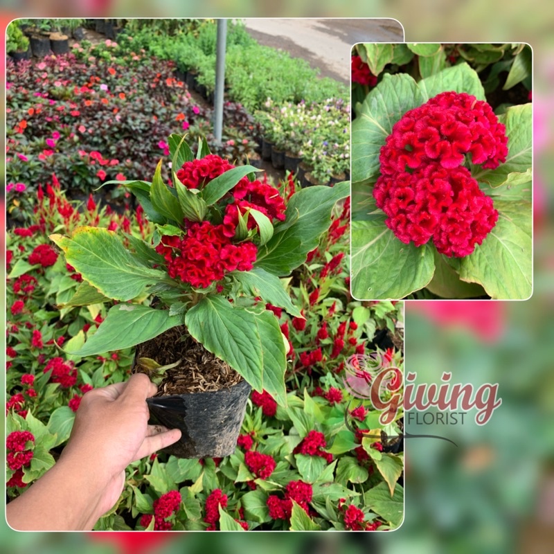 Jual Tanaman Hias Bunga Jengger Ayam / Cellosia Bulat (Sudah Berbunga ...