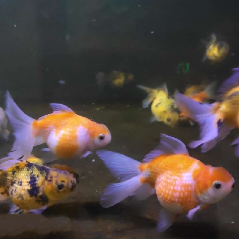 Jual Ikan mas koki mutiara jambul | Shopee Indonesia