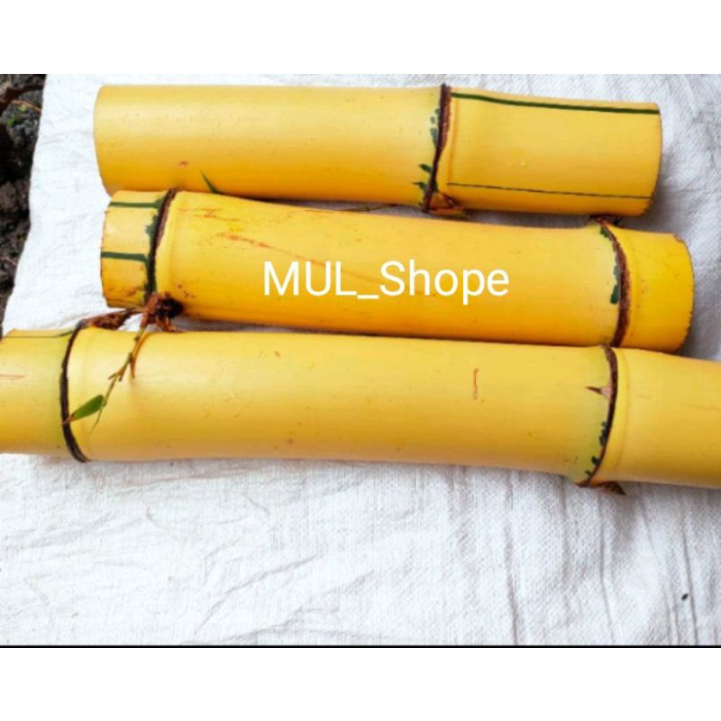 Jual BAMBU KUNING I POHON BAMBU KUNING I POTONGAN BAMBU 30CM 40CM 50CM ...