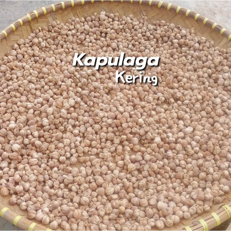 Jual Kapulaga 1kg Kapolaga Jawa Kapulaga Jawa | Shopee Indonesia