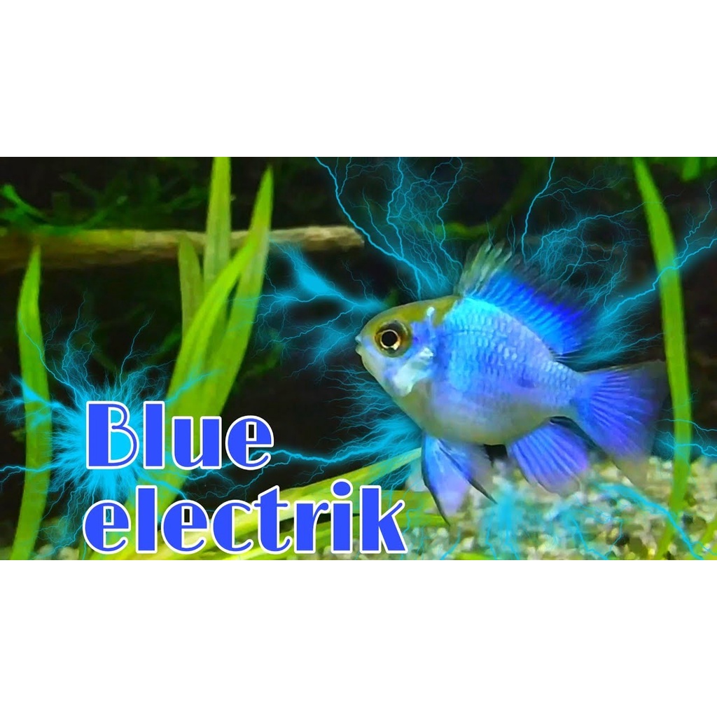 Jual Ikan hias electric blue aquascape - IKAN BLUE ELEKTRIK Murah ...