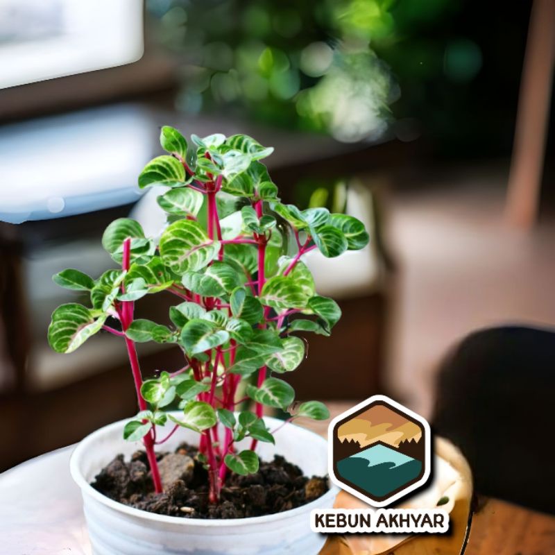 Jual Bayam Hias Batang Merah Tanaman Hias Iresine Herbstii Tanaman List ...