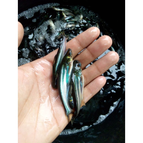 Jual Bibit ikan patin size 5-7cm | Shopee Indonesia