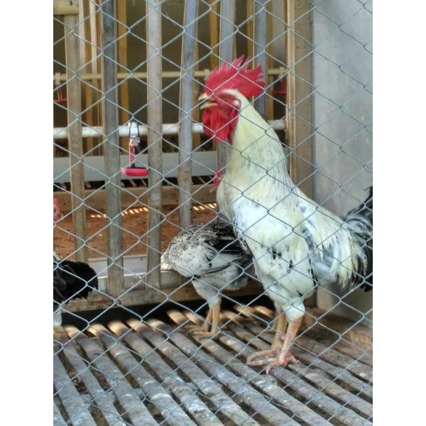 Jual TELUR AYAM GAOK ASLI MADURA TELUR FERTIL BISA DITETASKAN | Shopee ...