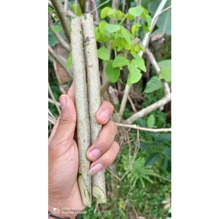 Jual STEK POHON GAMAL RESIDE/STEK POHON GAMAL/GRICYLIYA/BIBIT POHON ...