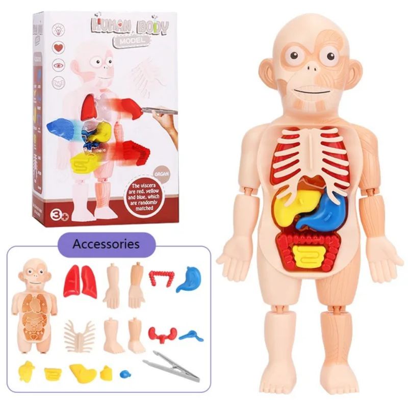Jual HUMAN BODY ANATOMY MODEL - MAINAN DOKTER - MAINAN TENGKORAK ...