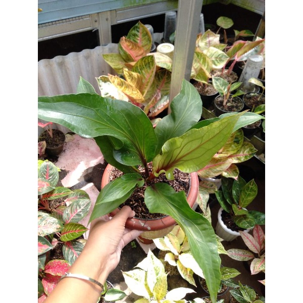 Jual anthurium obor merah(real pict) | Shopee Indonesia