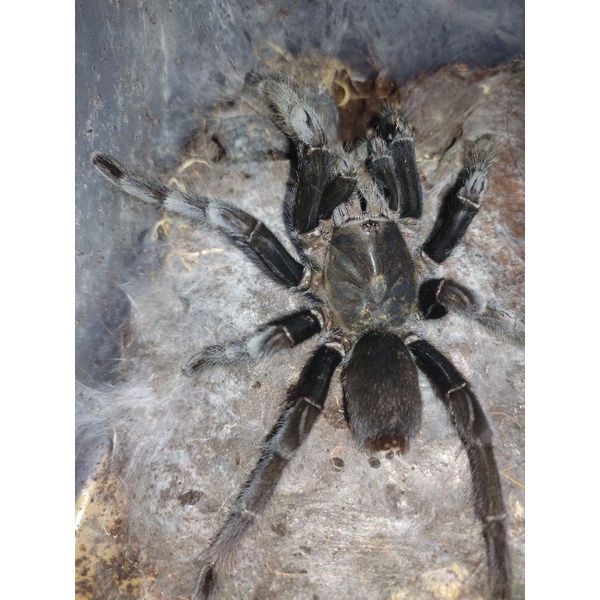 Jual selenocosmia javanensis | Shopee Indonesia