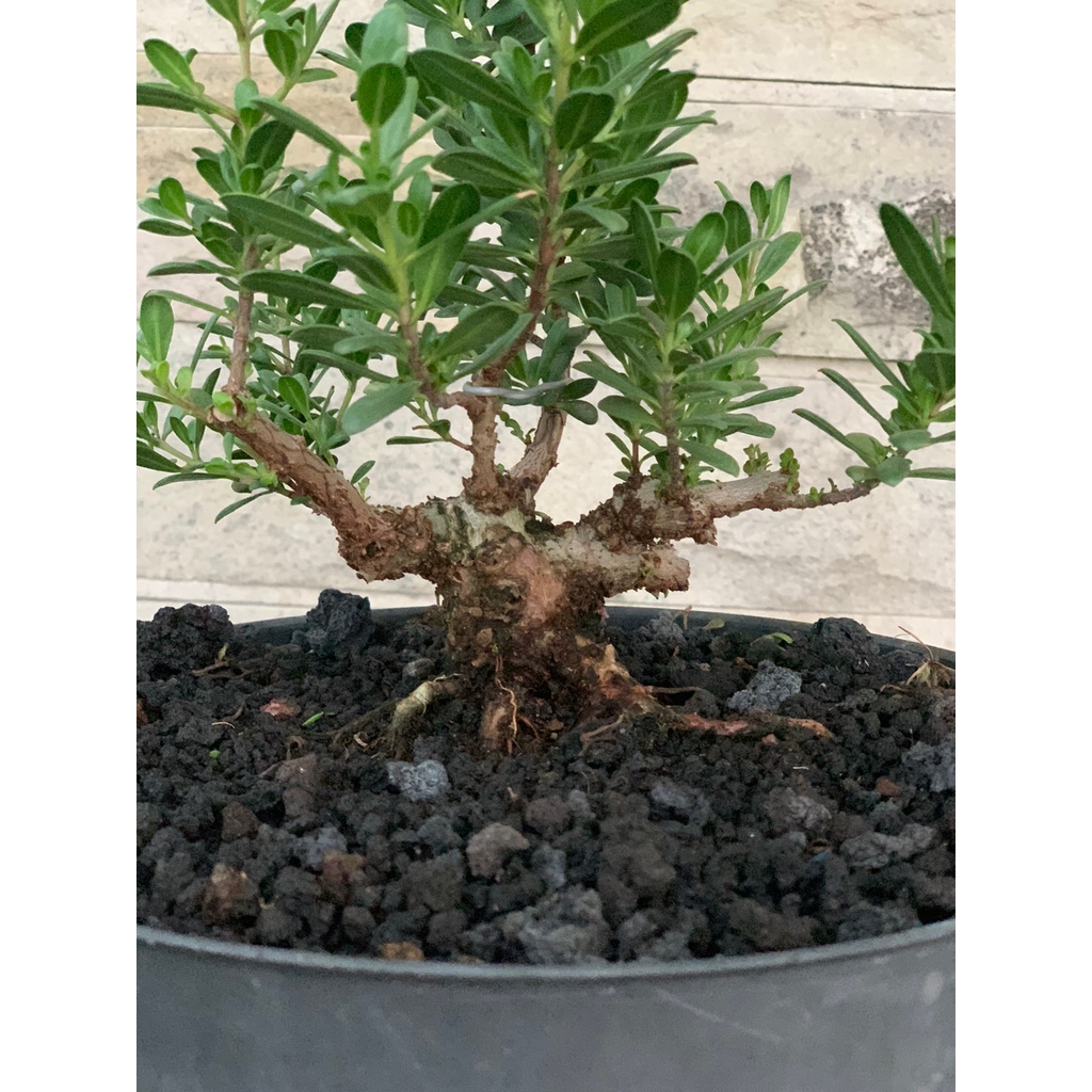 Jual Bonsai Santigi Setigi Stigi size Mame | Shopee Indonesia