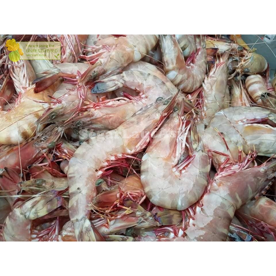 Jual Udang Jumbo Segar Udang Besar Udang Segar 1Kg | Shopee Indonesia