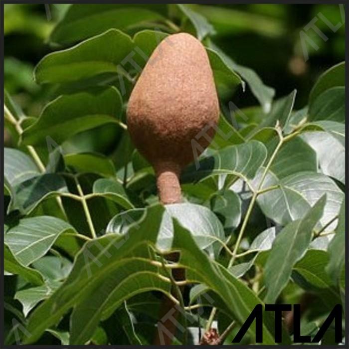 Jual Sale Benih Pohon Mahoni Biji Tanaman Obat Bibit Buah Kayu Herbal ...