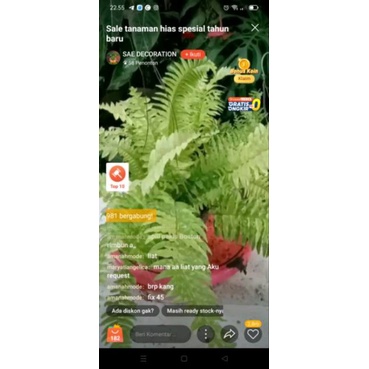 Jual tanaman hias pakis variegata | Shopee Indonesia