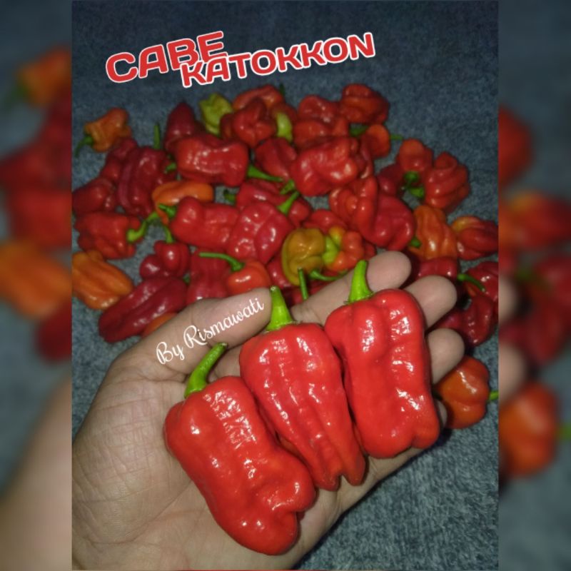 Jual Isi 50 Biji Benih Cabe Katokkon Toraja Super | Shopee Indonesia