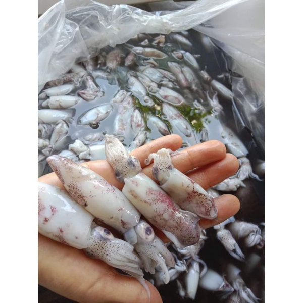 Jual CUMI CUMI SEGAR BABY CUMI SEGAR BABY CUMI FRESH 1KG | Shopee Indonesia