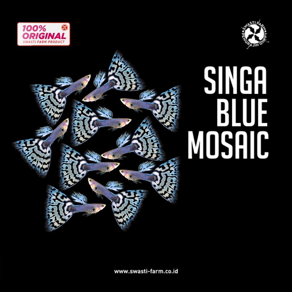Jual Ikan Guppy Singa Blue Mosaic | Shopee Indonesia