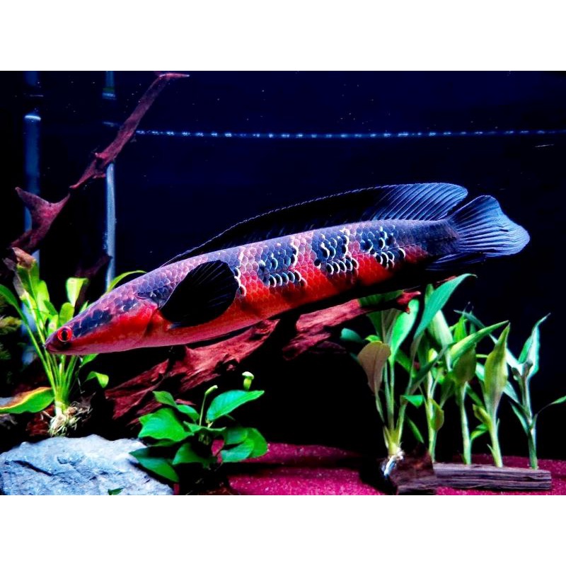 Jual Sudah makan pelet Channa Red Barito (Ukuran 6-7cm) chana, canna ...