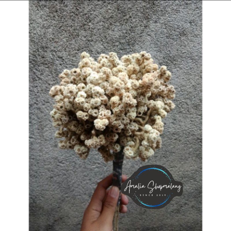 Jual (Per ikat) BUNGA ABADI EDELWEIS kering asli tengger semeru. Buket ...
