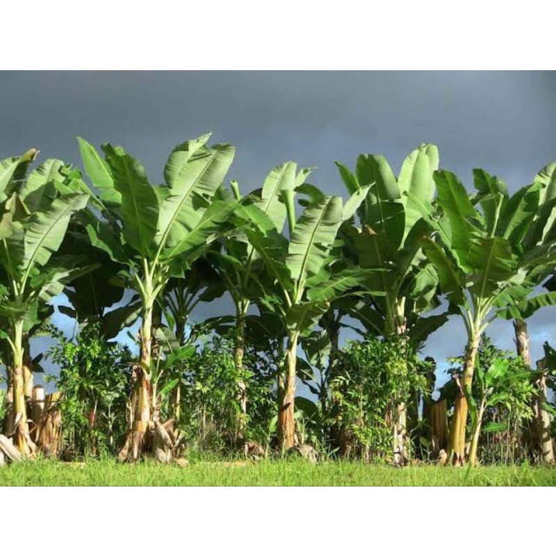 Jual Gedebog pisang | Shopee Indonesia