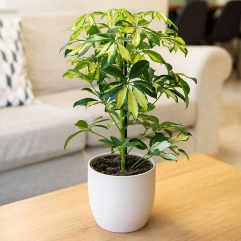 Jual TANAMAN HIAS WALISONGO VARIEGATA KUNING - WALISONGO BANDUNG ...