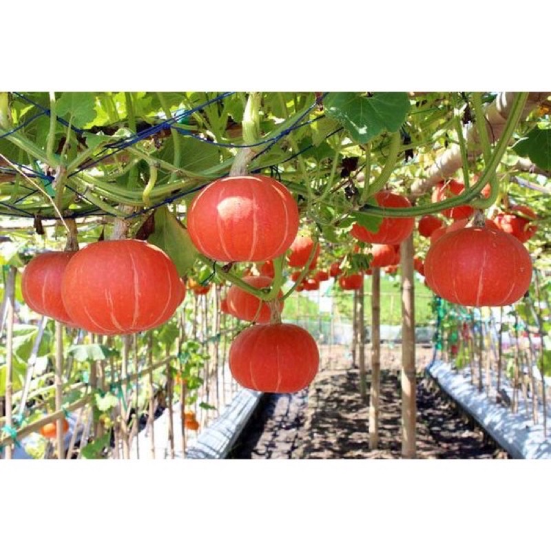 Jual Benih/Biji Labu Kabocha Jepang Squash | Shopee Indonesia