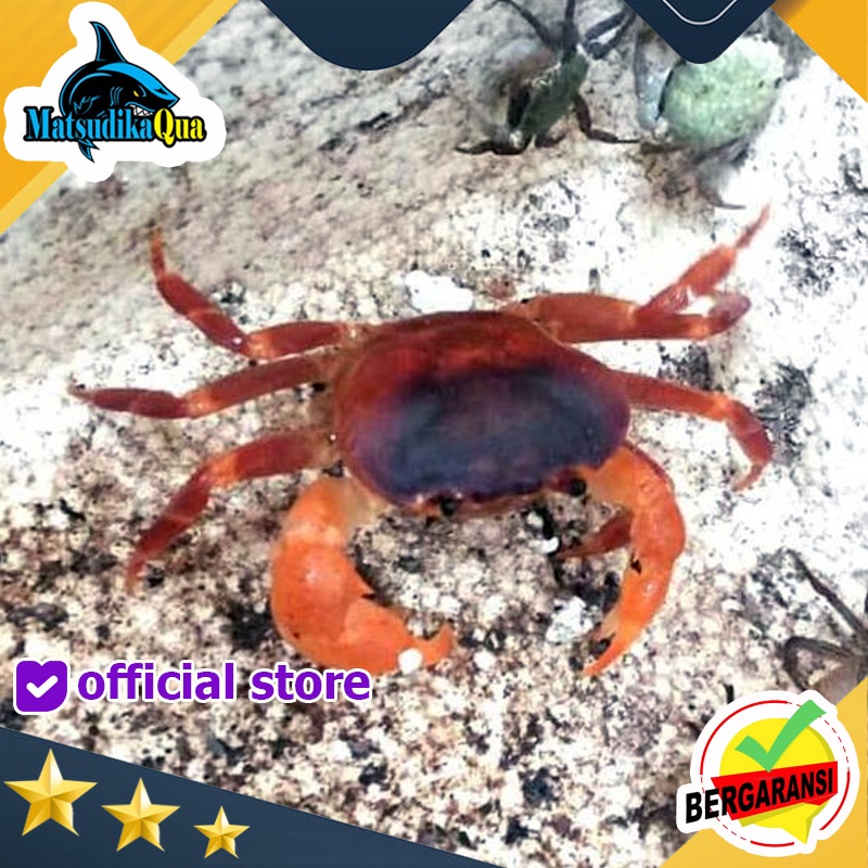 Jual Kepiting Hias Discoplax fire Crab Full Aquatic Aquarium Paludarium Vivarium | Shopee Indonesia