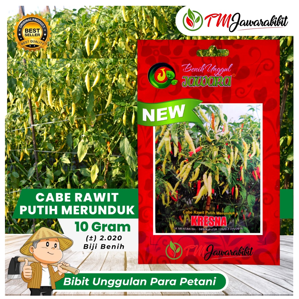 Jual Benih bibit JAWARA cabe rawit putih KRESNA merunduk 10 grm ...
