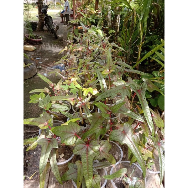 Jual abelmoschus cendrawasih sp | Shopee Indonesia