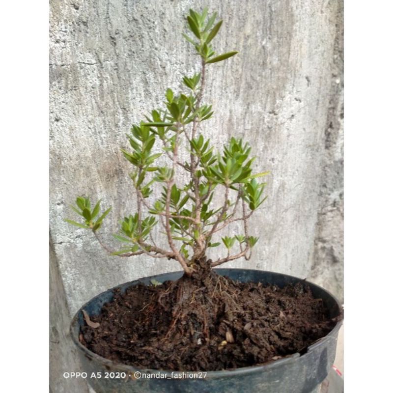 Jual bonsai santigi mawar micro super 55k | Shopee Indonesia