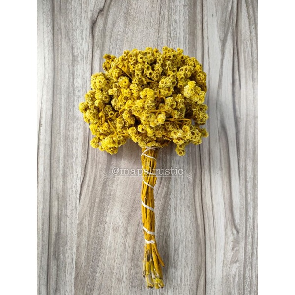 Jual [18-23 batang] Bunga Kering Edelweiss "KUNING" | Buket Bunga Abadi ...