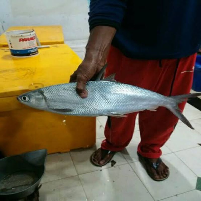 Jual Ikan Bandeng Jumbo Besar Segar Spesial Imlek Berat 1-5 Kg | Shopee ...