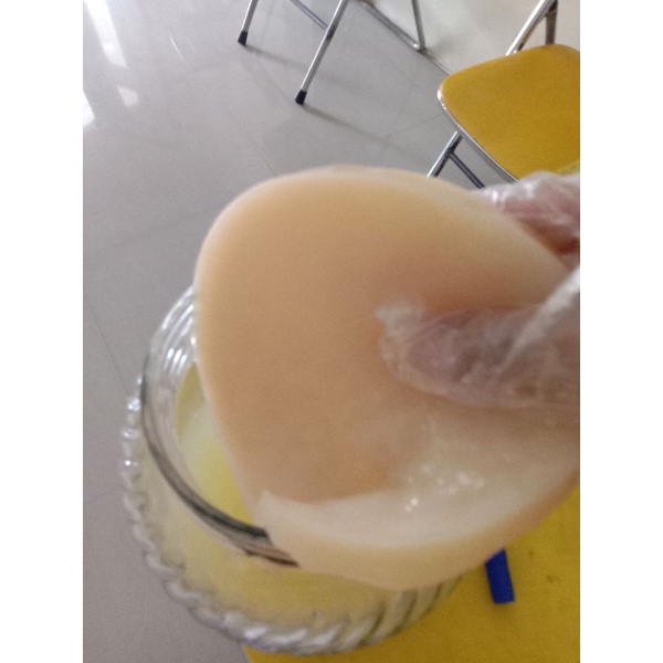Jual scoby besar + starter untuk pembuatan 4-5 liter kombucha. | Shopee ... Jual scoby besar + starter untuk pembuatan 4-5 liter kombucha. | Shopee ...