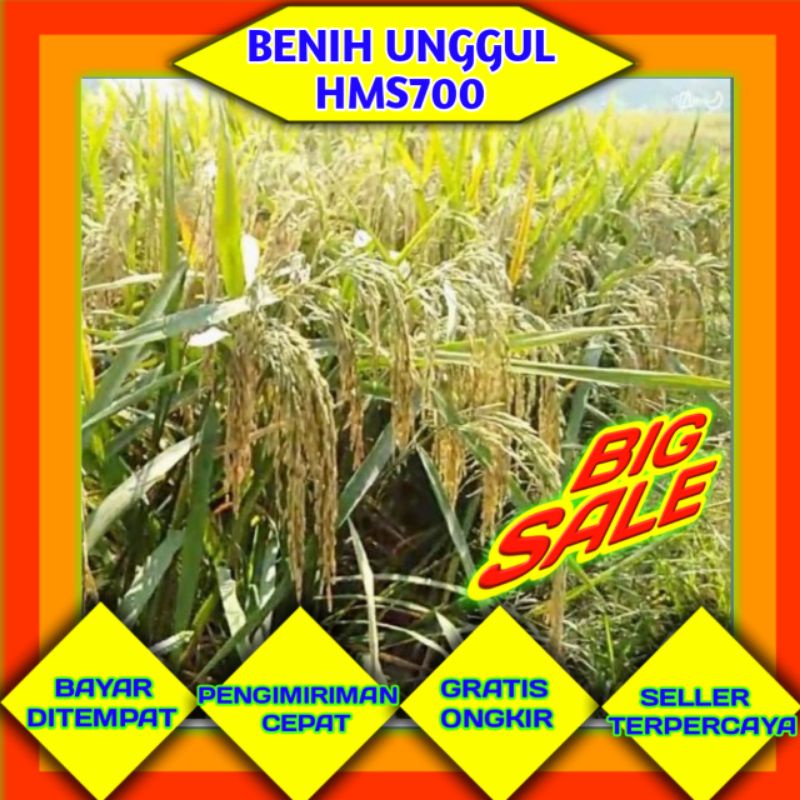 Jual Benih bibit padi HMS700 unggul kemasan 5kg | Shopee Indonesia