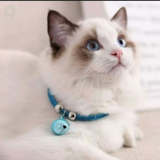 Jual cod KALUNG KUCING POLOS DAN LONCENG..BAGUS UNTUK KUCING tupay ...