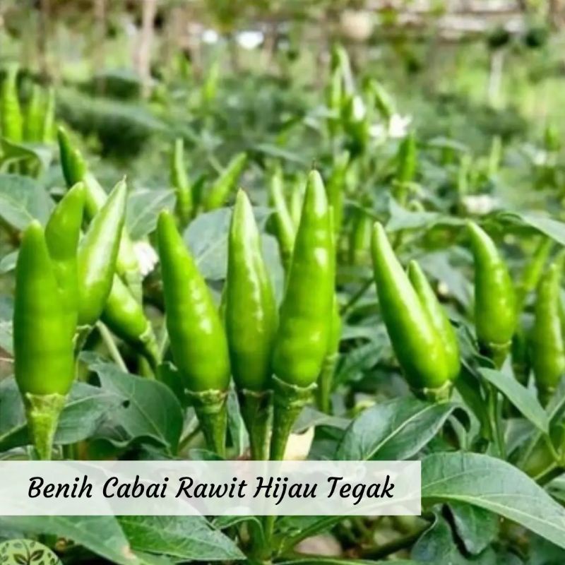 Jual Benih rawit Hijau Tegak Benih Sayuran | Shopee Indonesia