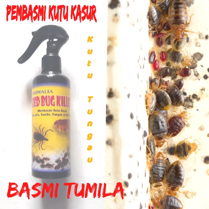Jual """""] Pembasmi Kutu Kasur, Kutu Sofa, Bed Bug, Tumila dan Kutu ...