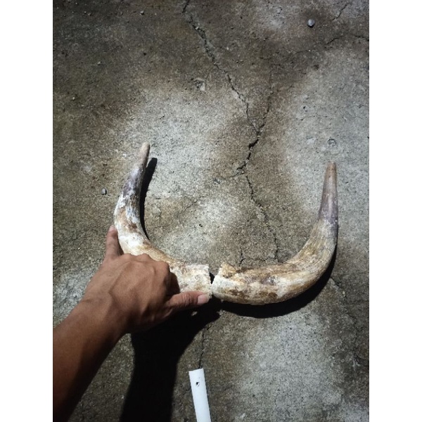 Jual tanduk sapi mau 2 kil | Shopee Indonesia