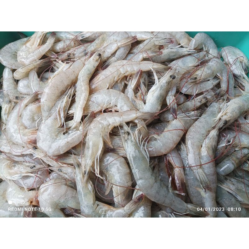 Jual Udang Segar Bandung Fresh 1kg | Shopee Indonesia