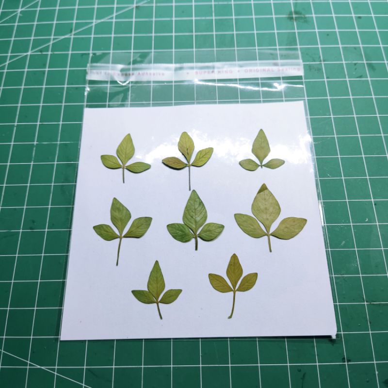 Jual Daun Kering/Dried Leaf Jenis Tanaman Cleome rutidosperma/Maman ...