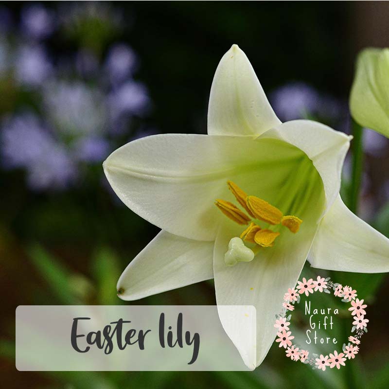 Jual bunga potong easter lily segar | Shopee Indonesia
