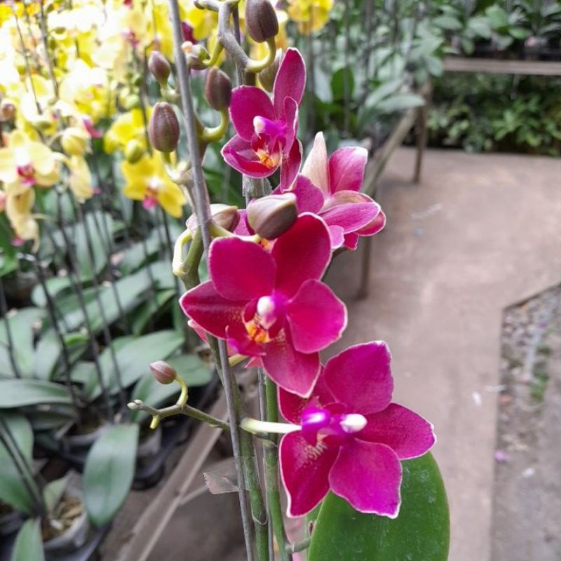 Jual Anggrek Bulan Mini Koleksi | Shopee Indonesia