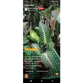 Jual cercilis mirabilis / xantasoma | Shopee Indonesia